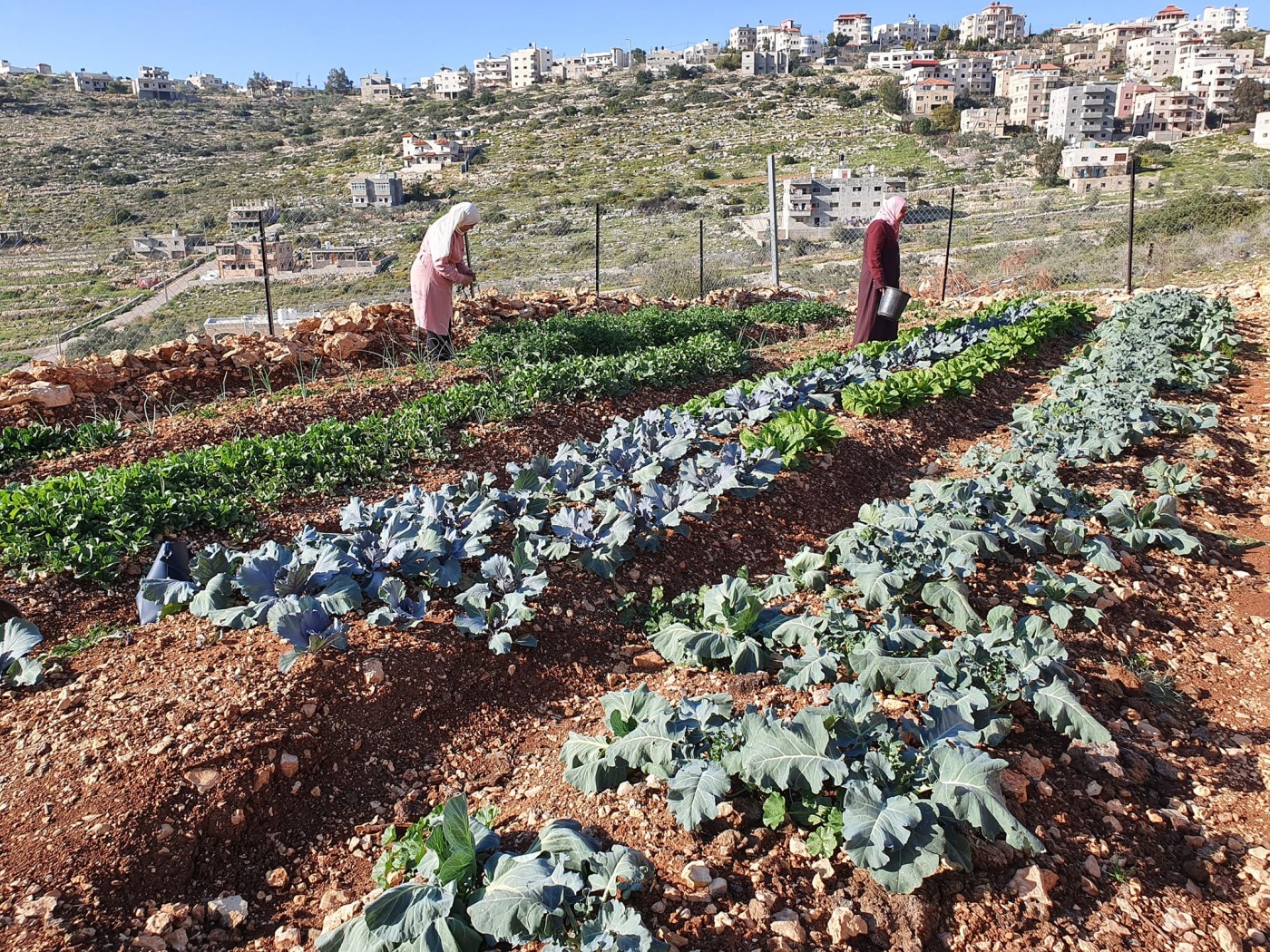Agro-ecologie als verzetsvorm in Palestina - Solidagro